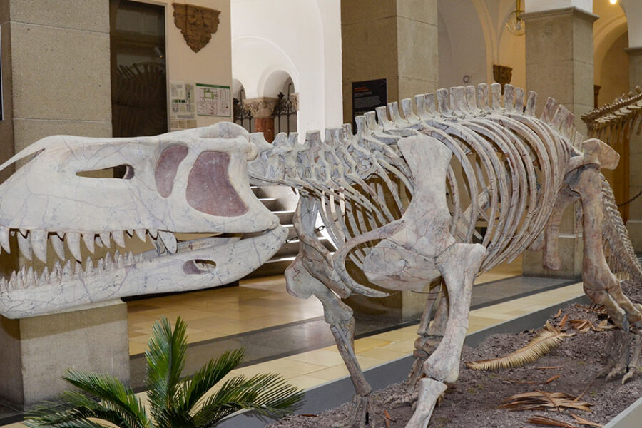 Bayerische Staatssammlung für Paläontologie und Geologie » Plateosaurier