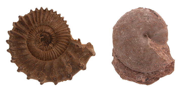 Bayerische Staatssammlung für Paläontologie und Geologie » Morphology ...