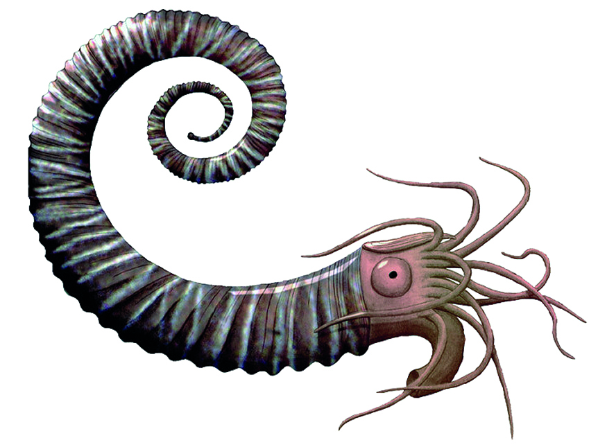 Bayerische Staatssammlung für Paläontologie und Geologie » Origin of ...