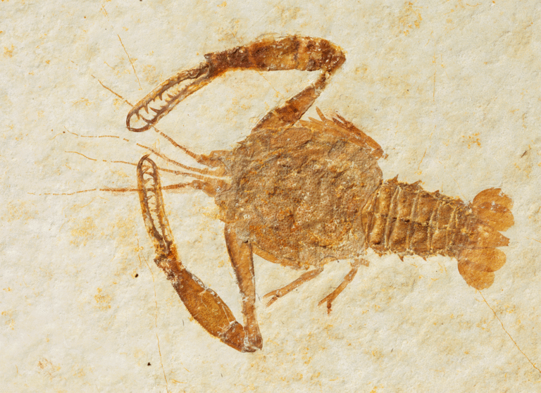 Bayerische Staatssammlung für Paläontologie und Geologie » July 2025 ...